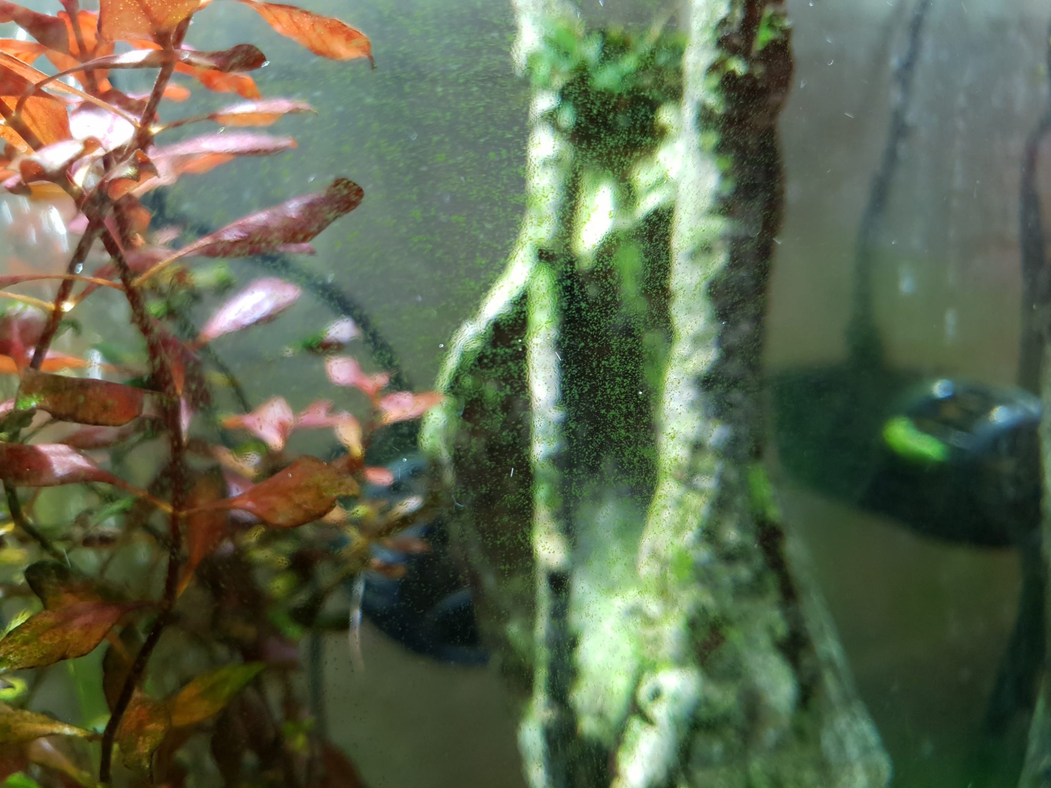 Green spot algae in the summer - Fireplace aquarium