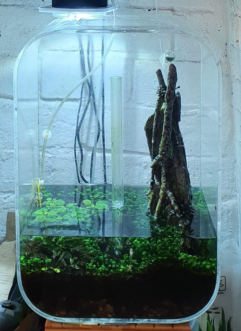 How to trim and replant aquarium plants - Fireplace aquarium