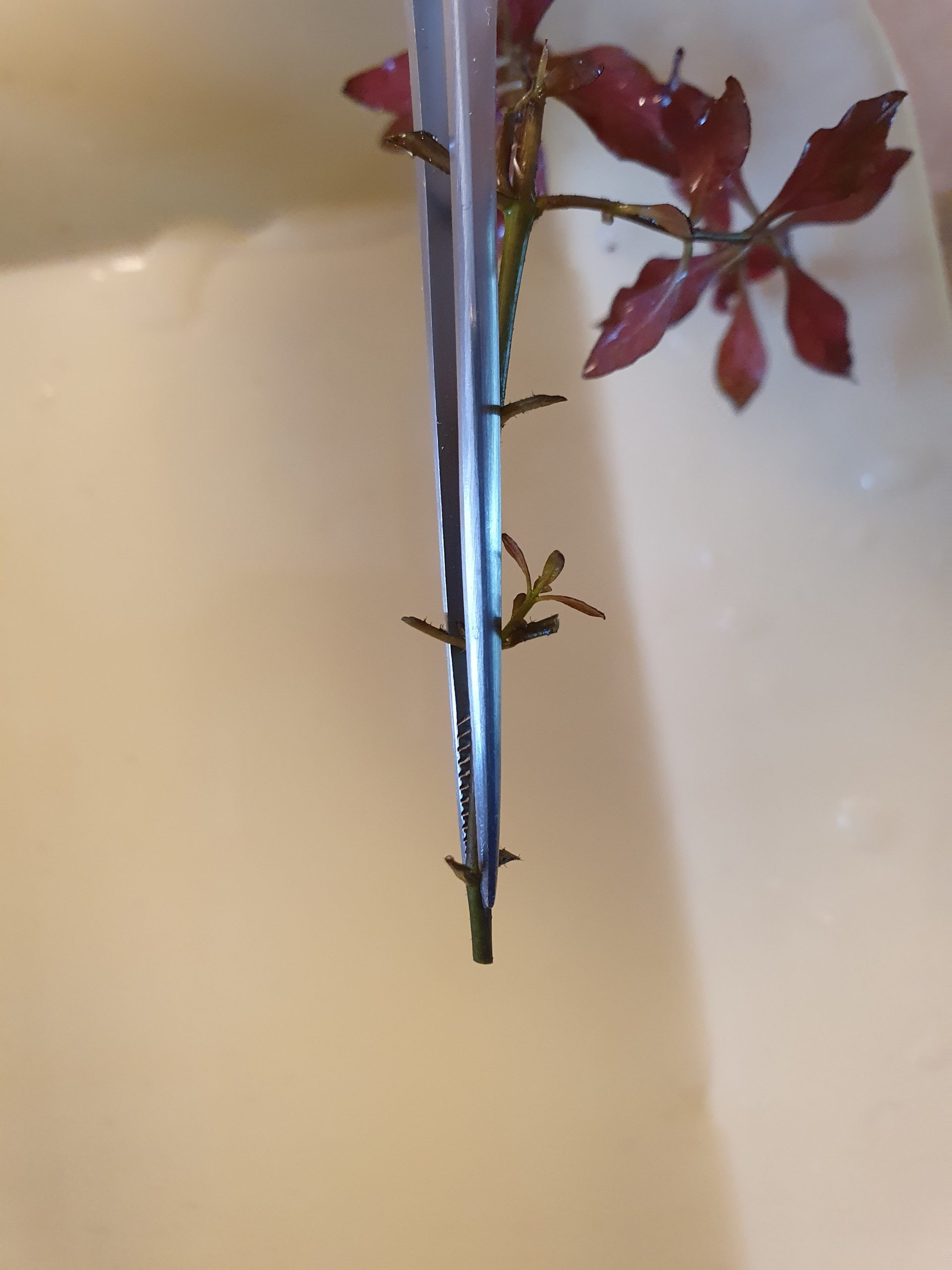 How to trim and replant aquarium plants - Fireplace aquarium