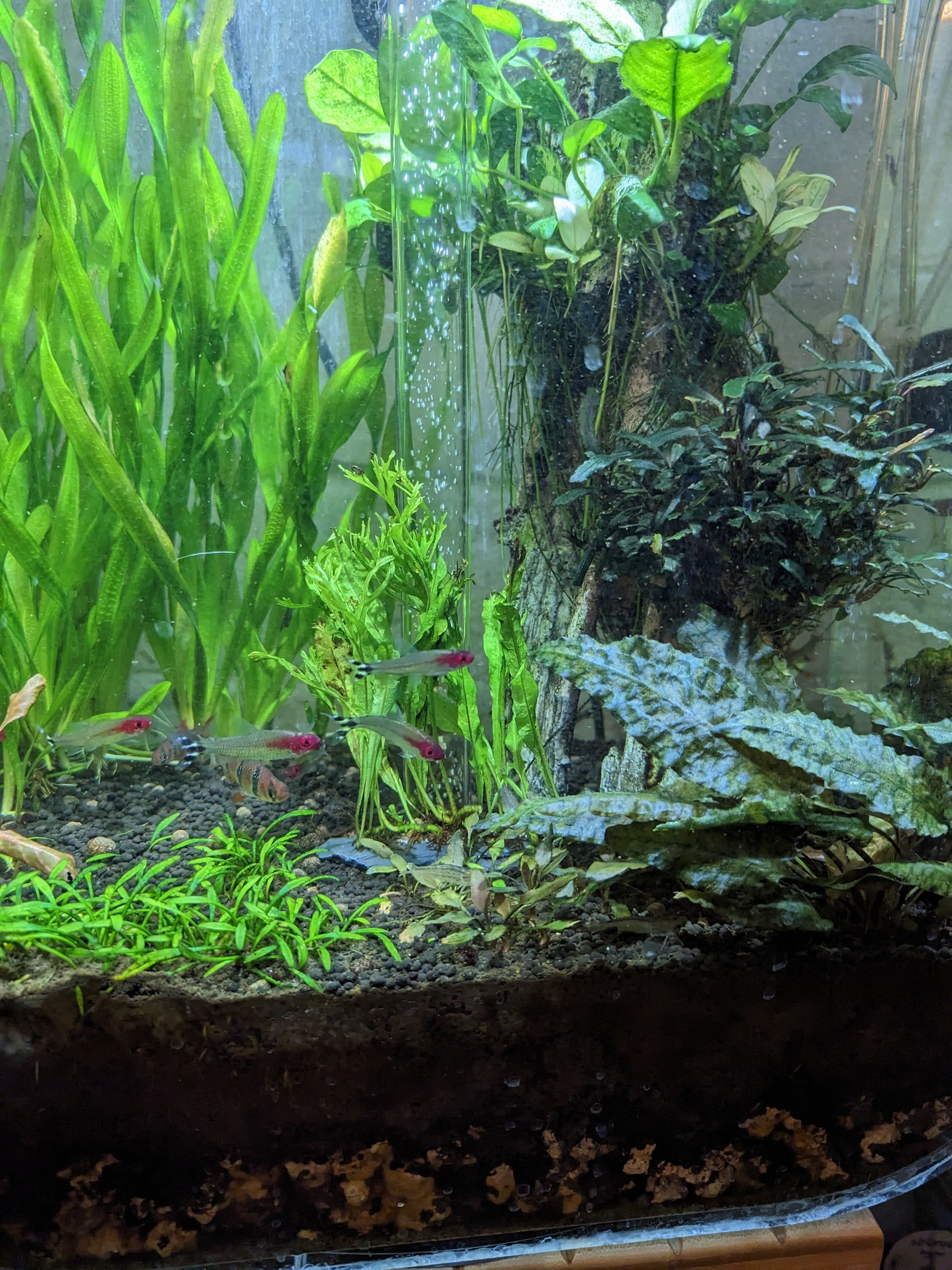 Planting Microsorum pteropus ‘Windelov’ - Fireplace aquarium