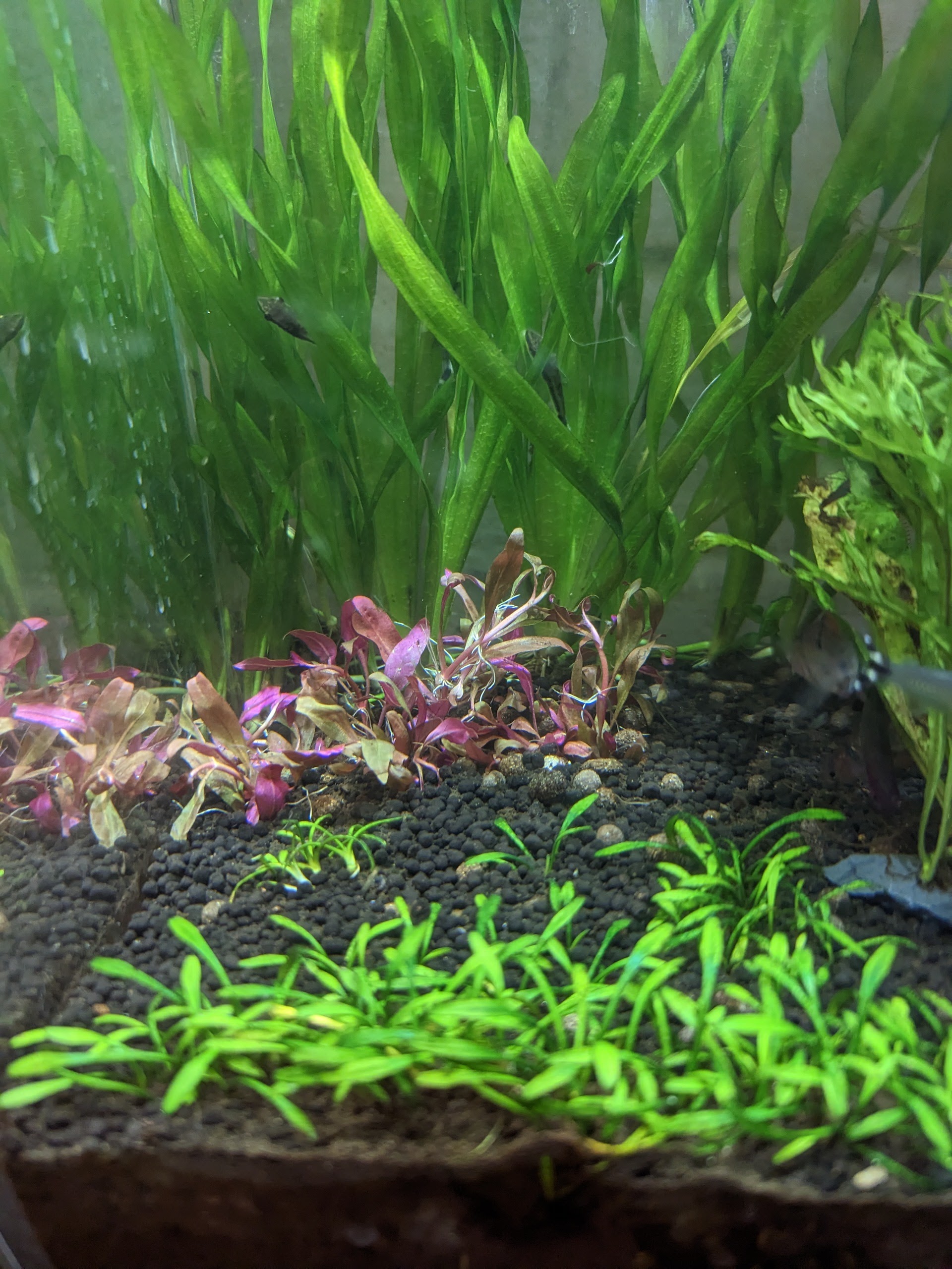 Planting Alternanthera reineckii ‘Mini’ - Fireplace aquarium