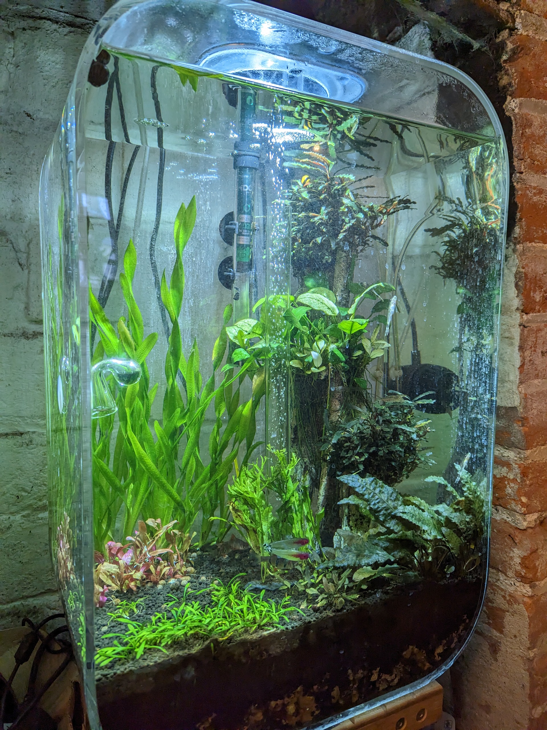 Planting Microsorum pteropus ‘Windelov’ - Fireplace aquarium