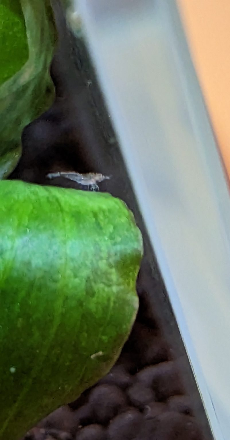 Baby shrimp newly hatched - Fireplace aquarium