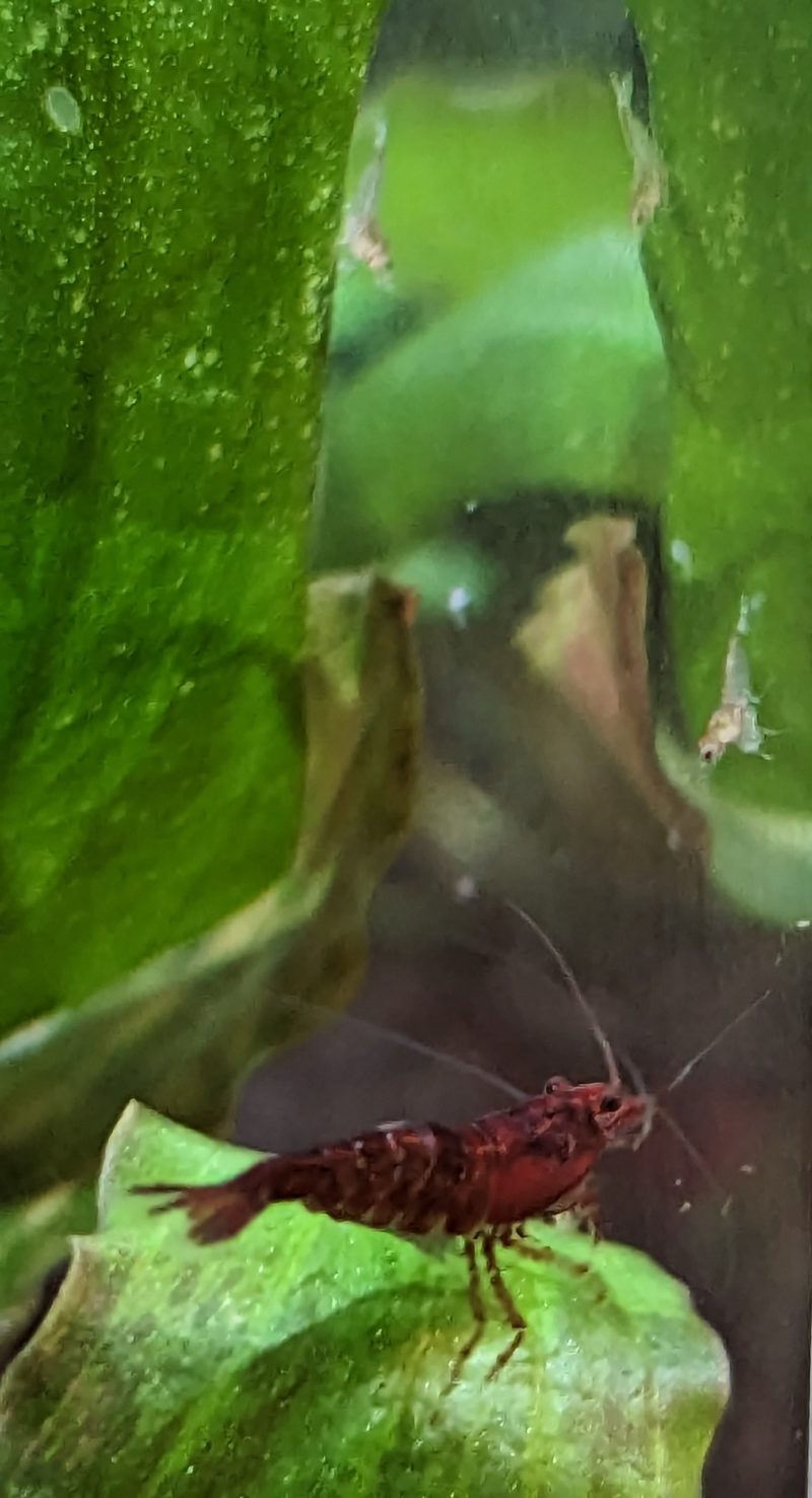 Baby shrimp newly hatched - Fireplace aquarium